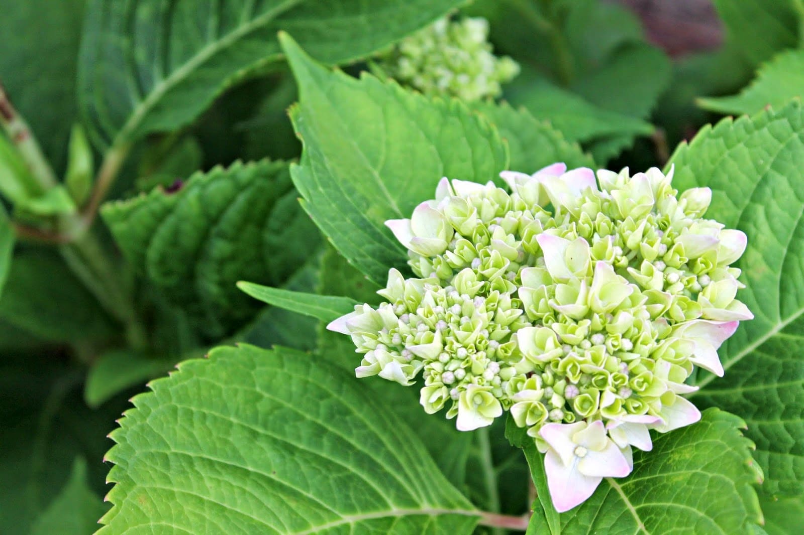 hydrangea+bloom | Joanne Viola