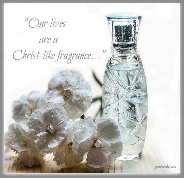 A Sweet-Smelling Aroma | Joanne Viola