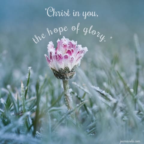 Christ in You | Joanne Viola